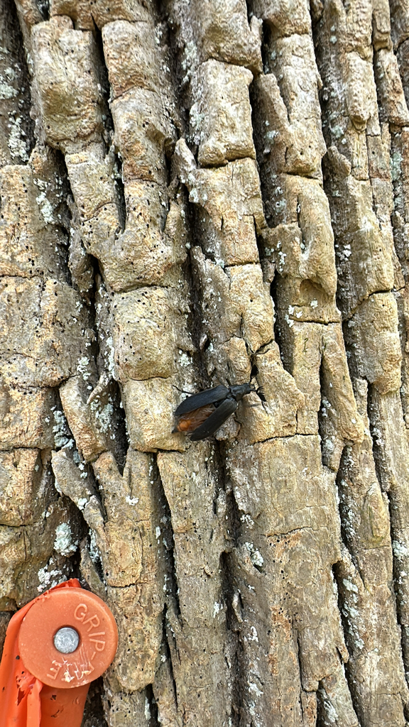 Cedar Beetle from Cold Spring Trail, Huntsville, AL, US on November 4 ...