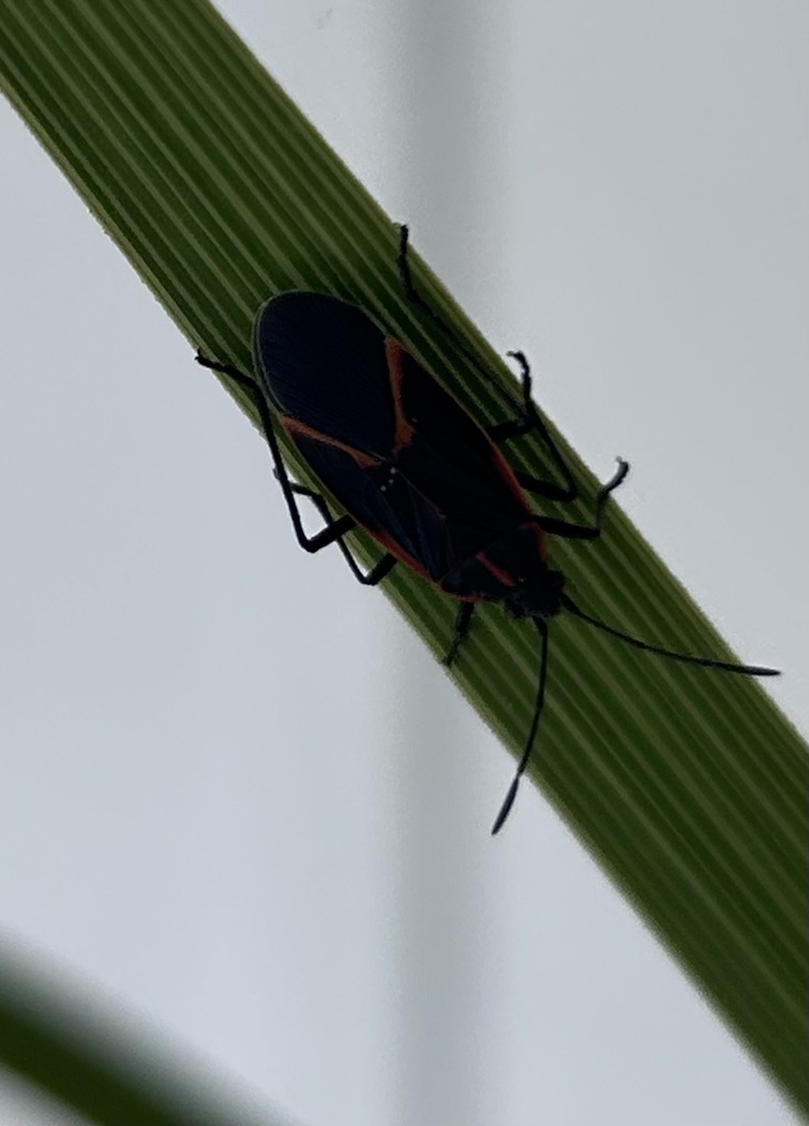 Eastern Boxelder Bug from Saranac Inn Golf Club, Saranac Lake, NY, US ...