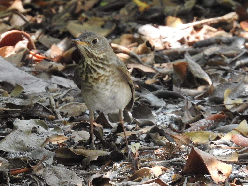 Gray-cheeked Thrush from Quick Point Nature Preserve, 100 Gulf of ...