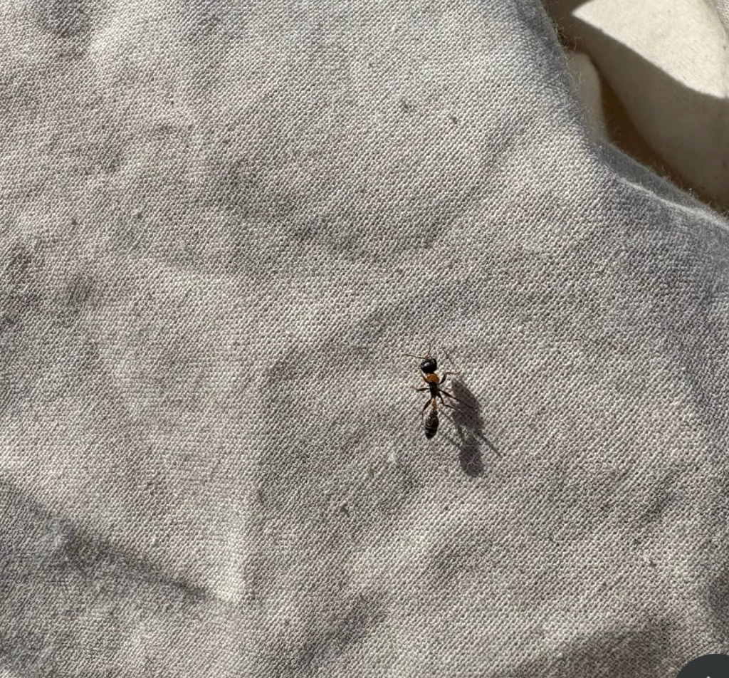 Graceful Twig Ant from Ocean Dr, Corpus Christi, TX, US on November 4 ...