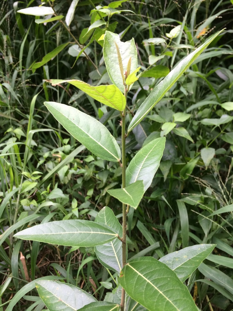 Rough-Leaved Fig Tree from Uthungulu, ZA-NL, ZA on December 31, 2019 at ...