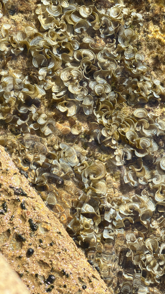 White Scroll Alga from Bonaire, BQ on November 4, 2025 at 02:57 PM by ...