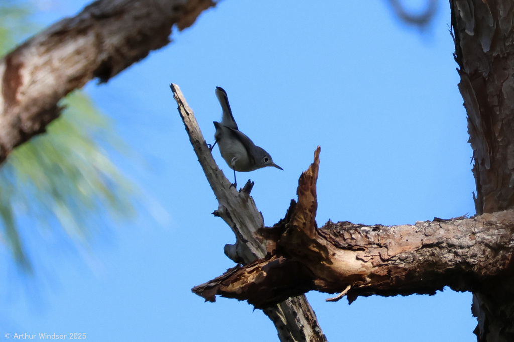 Blue-gray Gnatcatcher from Okeeheelee Park, FL, USA on November 4, 2025 ...