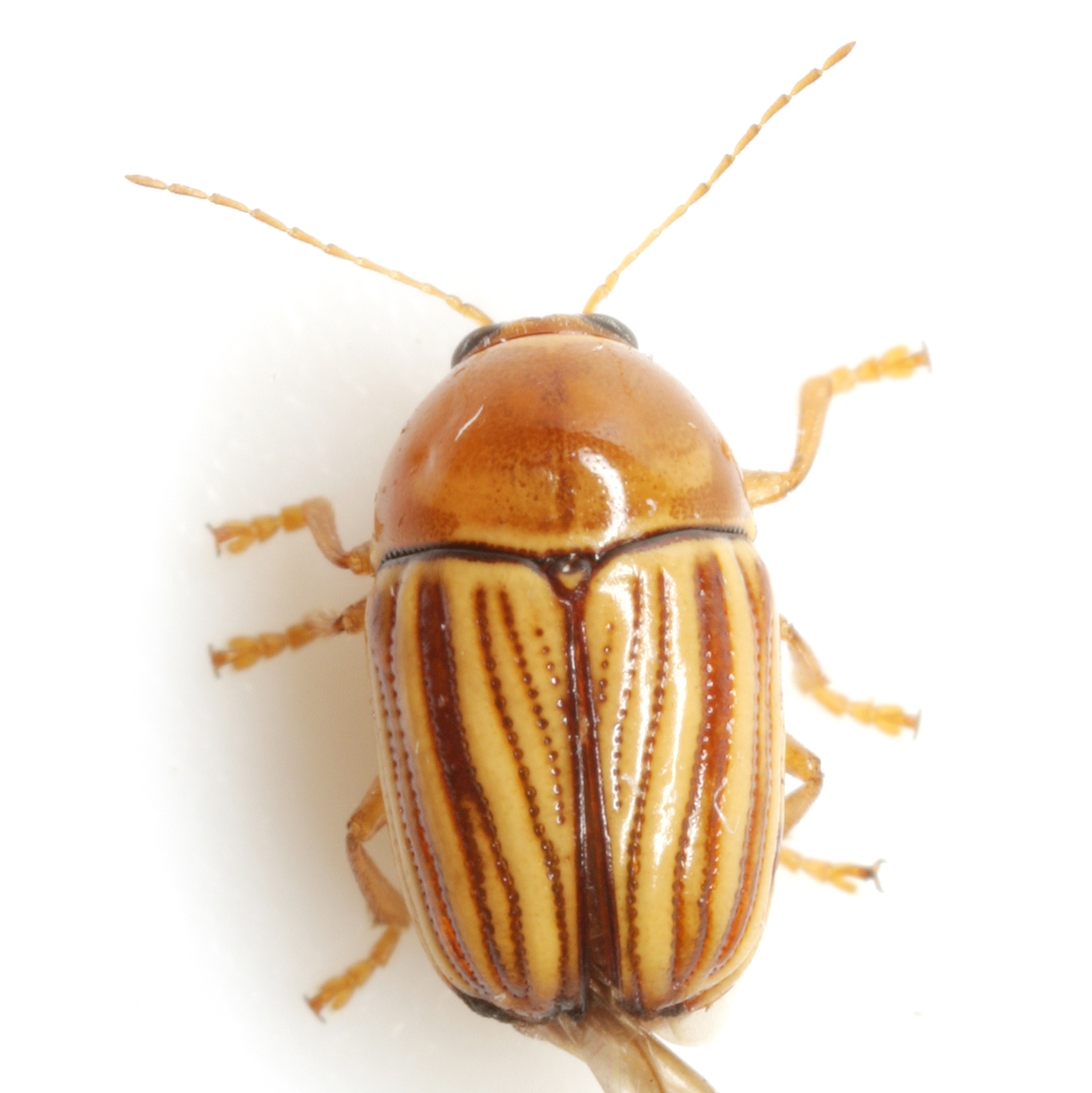 Cryptocephalus brunneovittatus Schaeffer, 1904