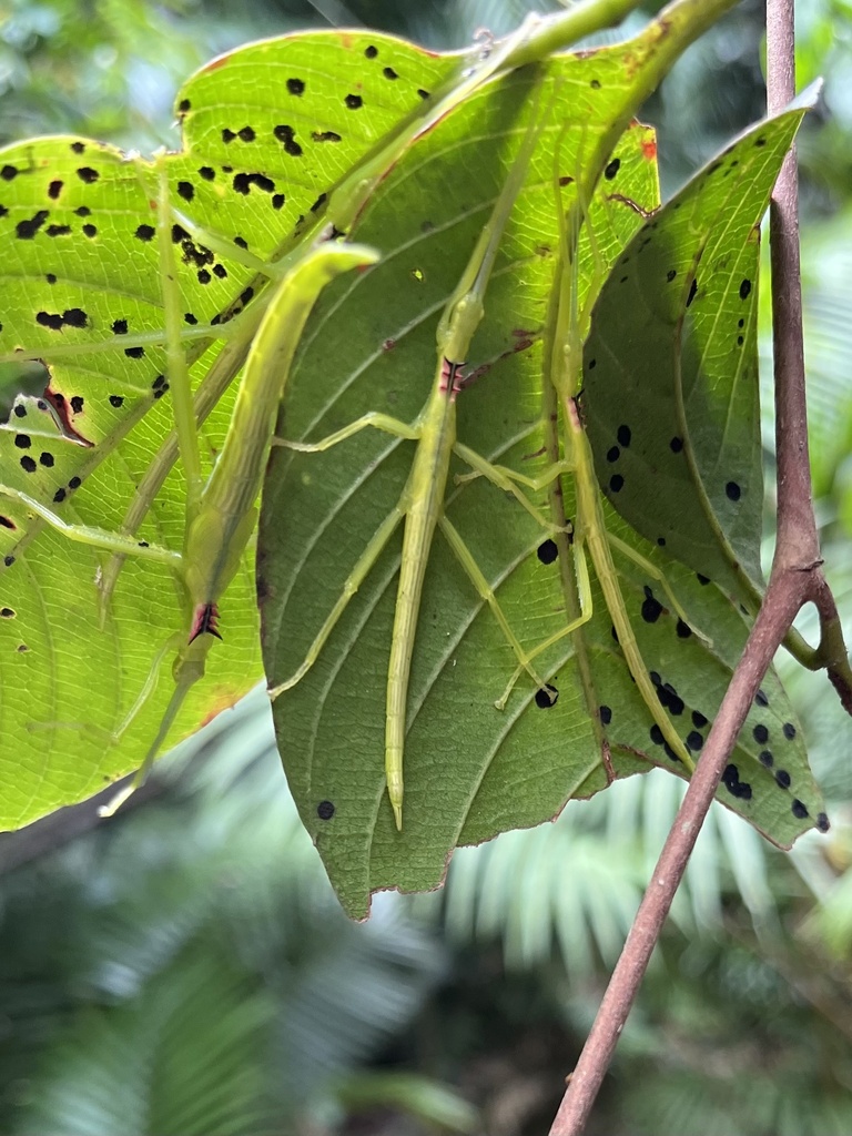 Hasenpusch Family Stick Insect from Barron Gorge National Park, Kuranda ...