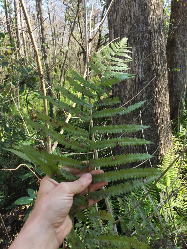 Swamp Shield-fern from Naples, FL, US on December 31, 2019 at 12:58 PM ...