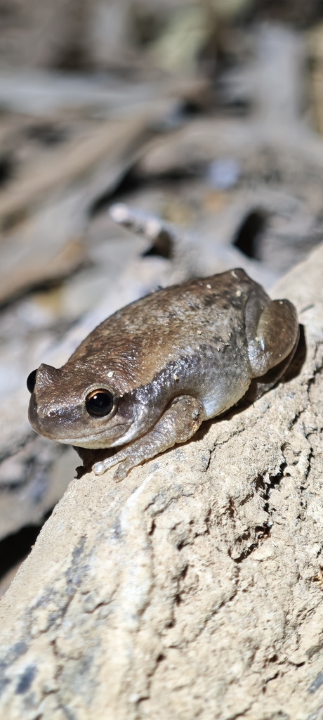 Western Desert Tree Frog from Nullagine WA 6758, Australia on November ...