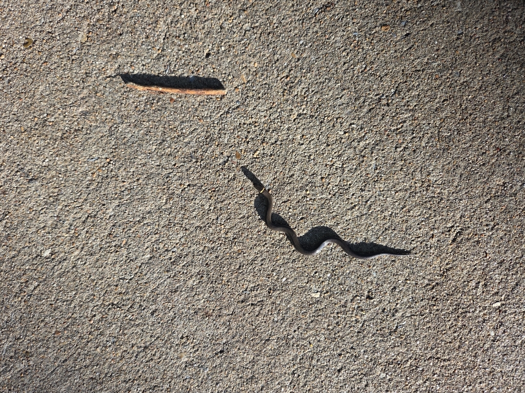 Ring-necked Snake from Fayetteville, AR, USA on November 4, 2025 at 03: ...