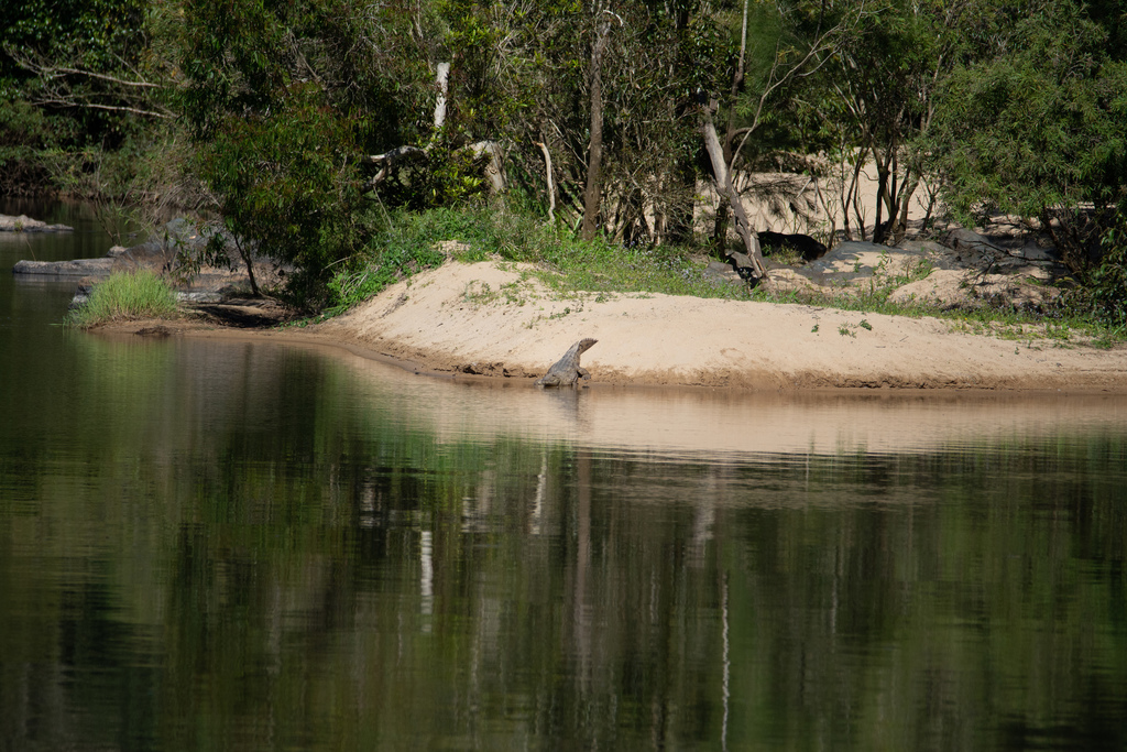Freshwater Crocodile in August 2019 by Edward Bell · iNaturalist