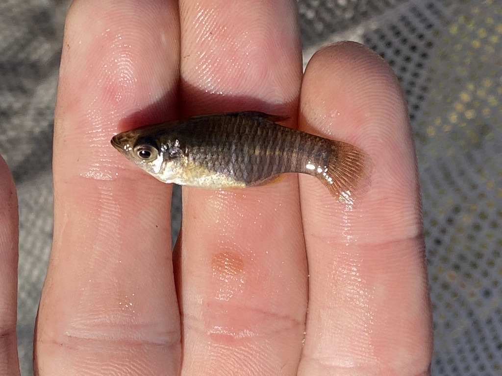 Diamond Killifish from Old Fort Rd, Saint Marks, FL, US on December 31 ...