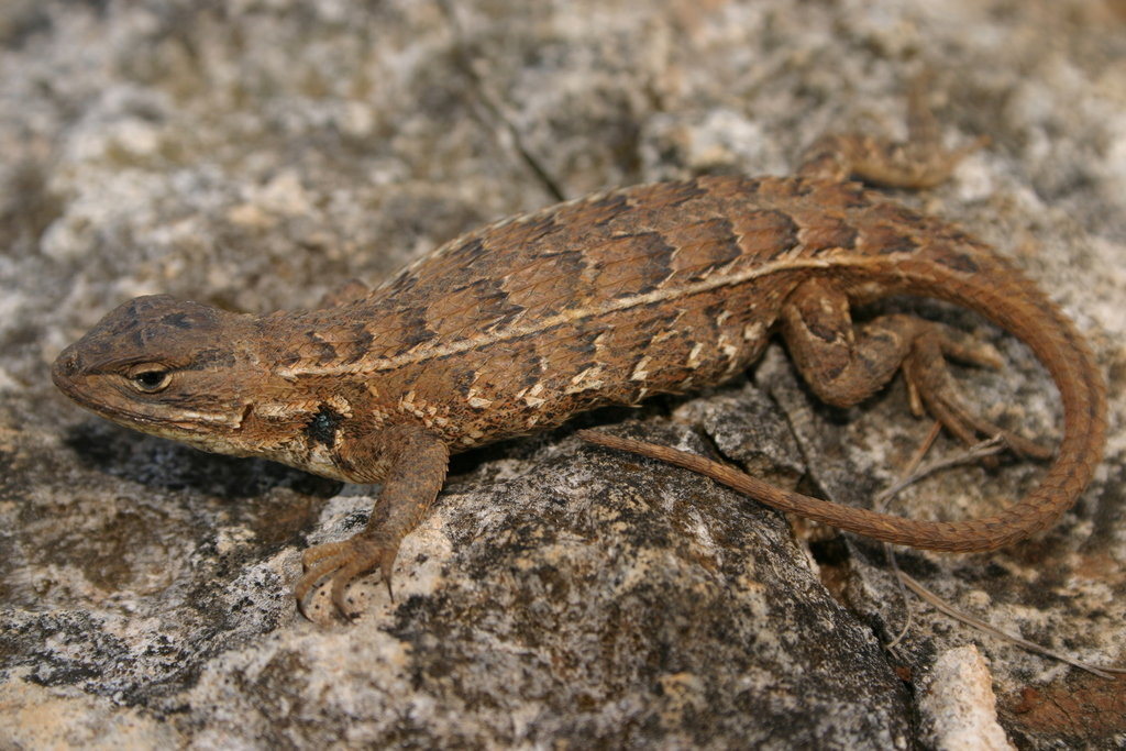 Bunch Grass Lizard in August 2008 by Michael Price · iNaturalist