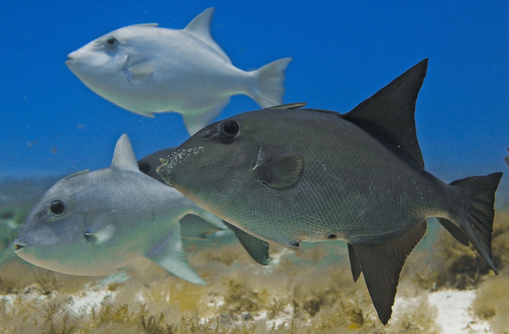 Oceanic Triggerfish (Mississippi Saltwater Fish species ( Extended ...