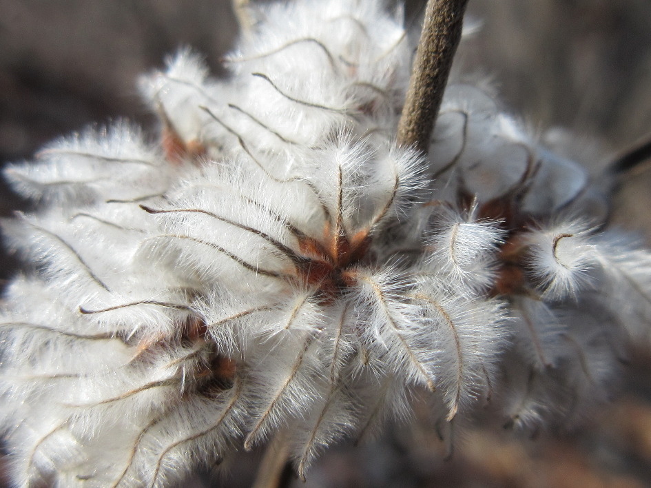 Tube clematis (Clematis heracleifolia) - Botanical Realm