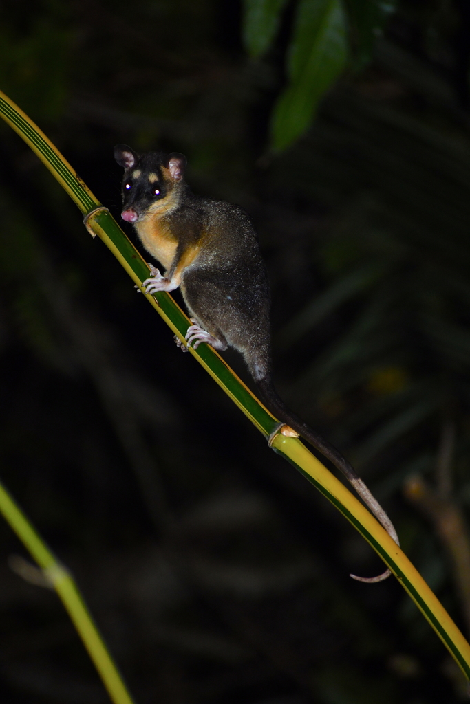 Opossums (Didelphidae) - Know Your Mammals