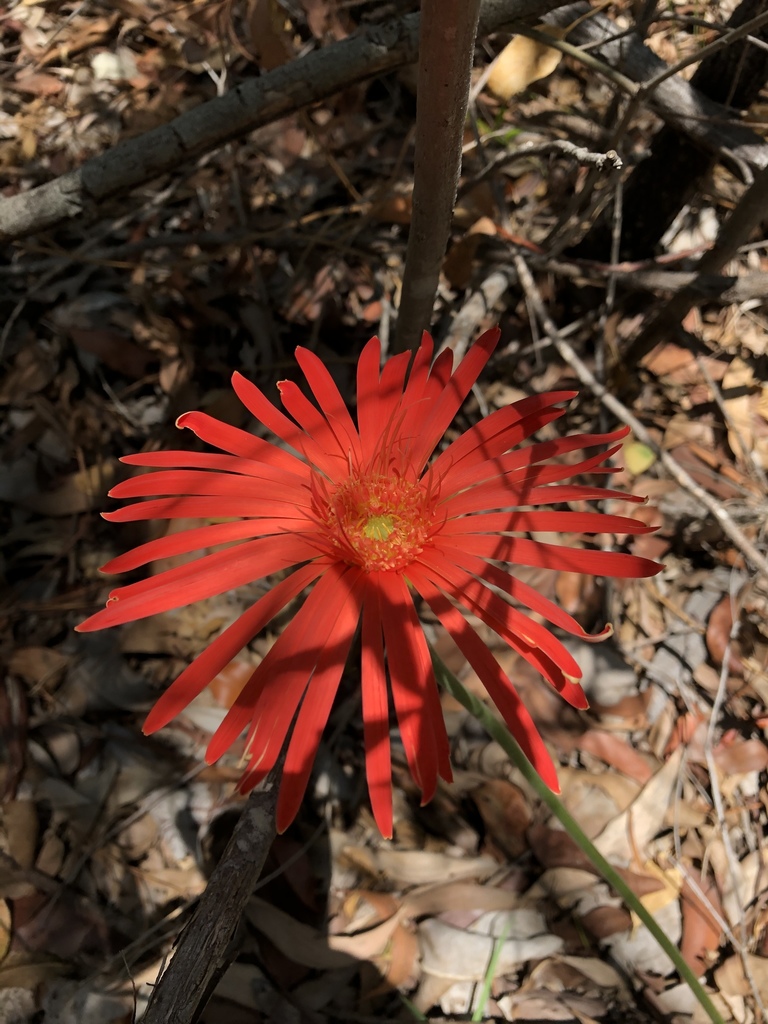 Gerbera Daisies from Toohey Forest Park, Salisbury, QLD, AU on January ...