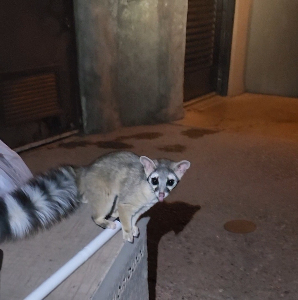 Ringtail from Tucson, AZ 85743, USA on November 4, 2025 at 07:02 PM by ...