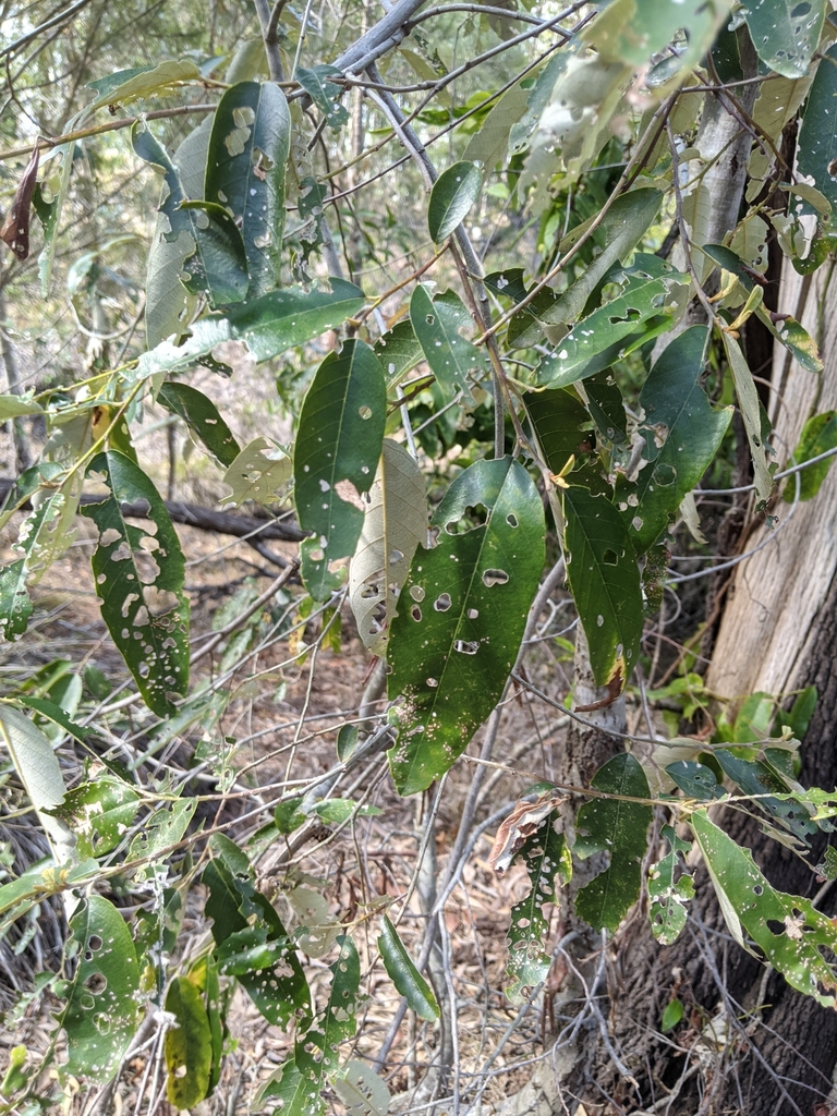 Red Ash from Thornlands QLD 4164, Australia on January 1, 2020 at 08:44 ...