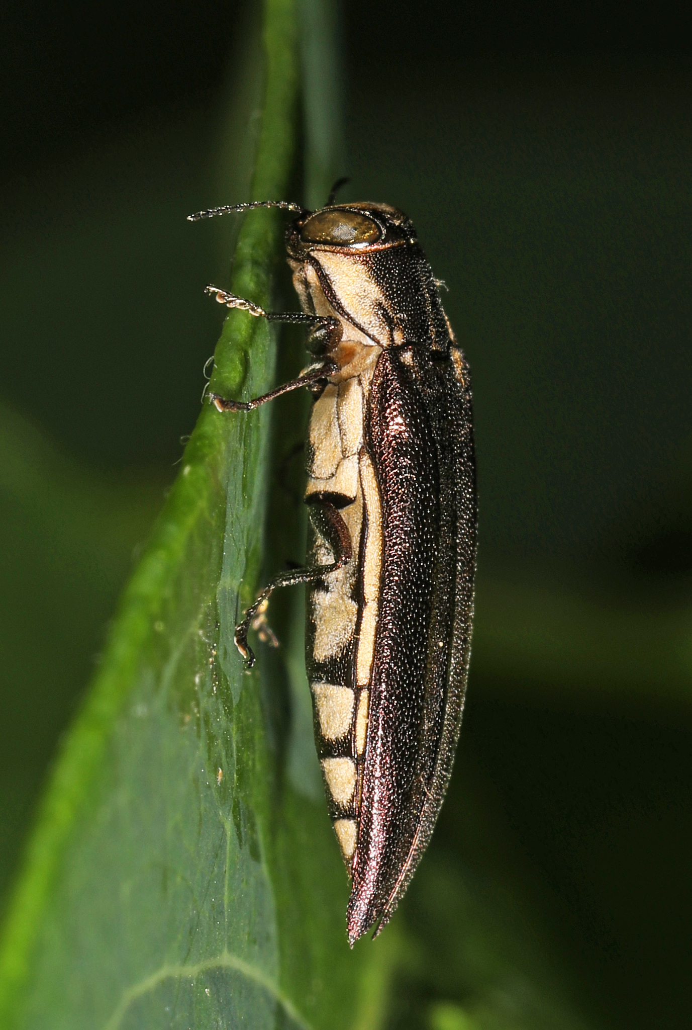 Agrilus ferrisi Dury, 1908