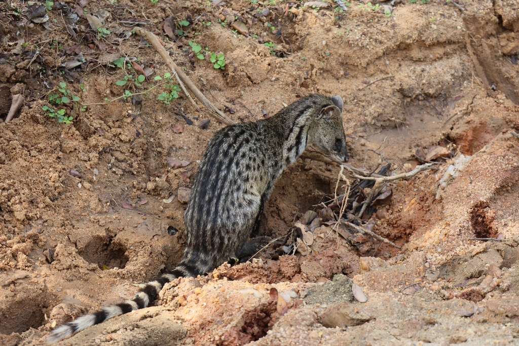 Small Indian Civet from Katharagama, Sri Lanka on October 27, 2025 at ...