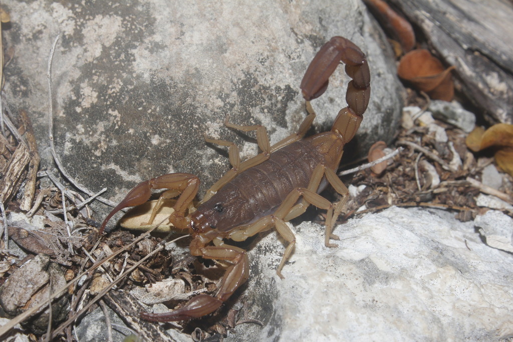 Alacrán yucateco (Arácnidos de la Peninsula de Yucatán) · iNaturalist