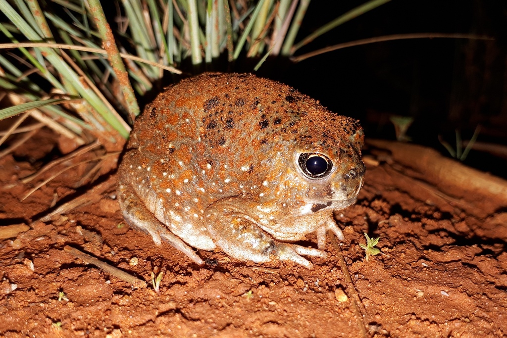 Desert Spadefoot Toad from Davenport NT 0872, Australia on January 1 ...
