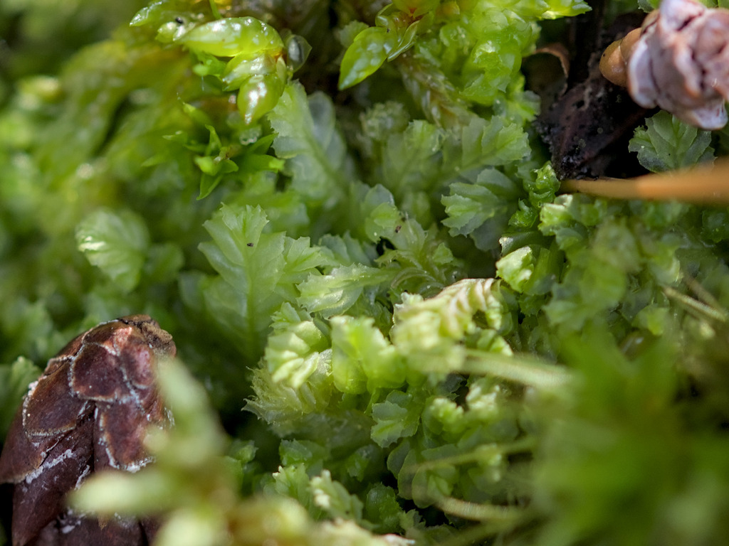 Brookwood crestwort from Brookwood, UK on November 5, 2025 at 11:39 AM ...