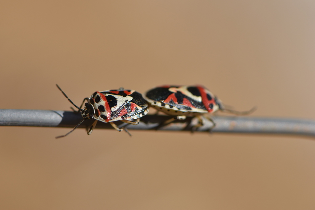 red cabbage bug in July 2017 by Lies Van Rompaey · iNaturalist