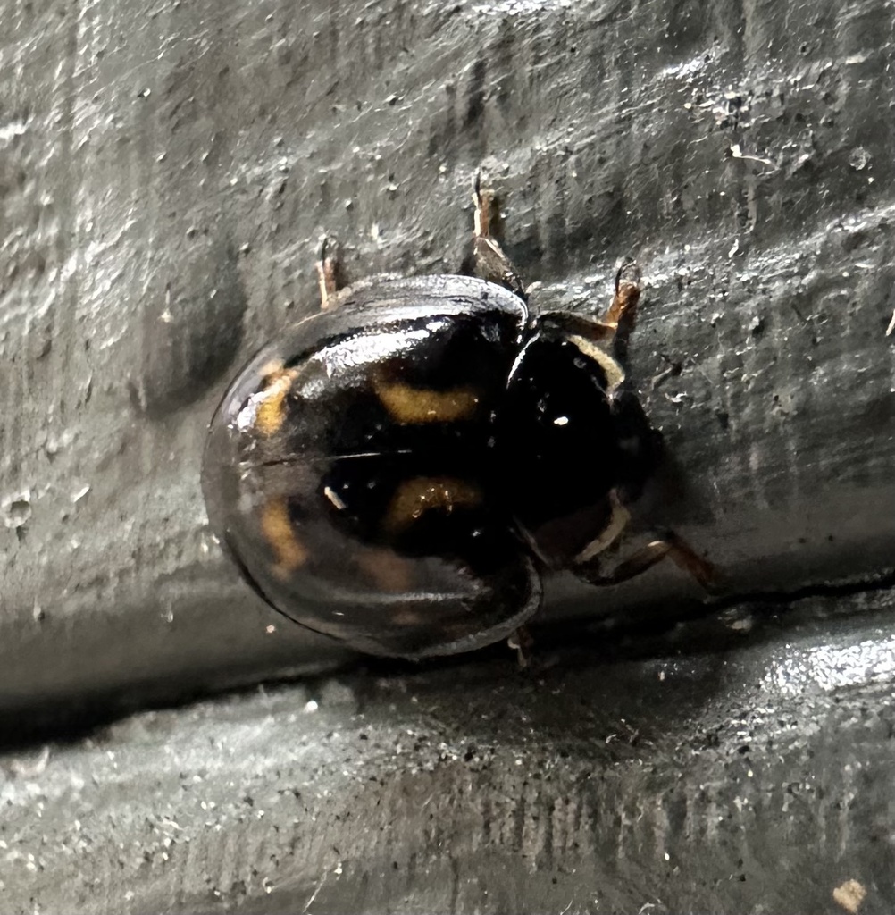 Asian Lady Beetle from E Pike St, Seattle, WA, US on November 5, 2025 ...