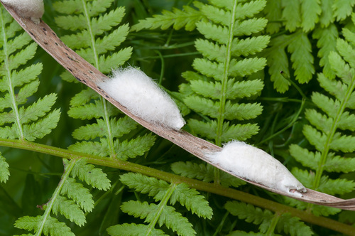cottony grass scale (Eriopeltis festucae) · iNaturalist