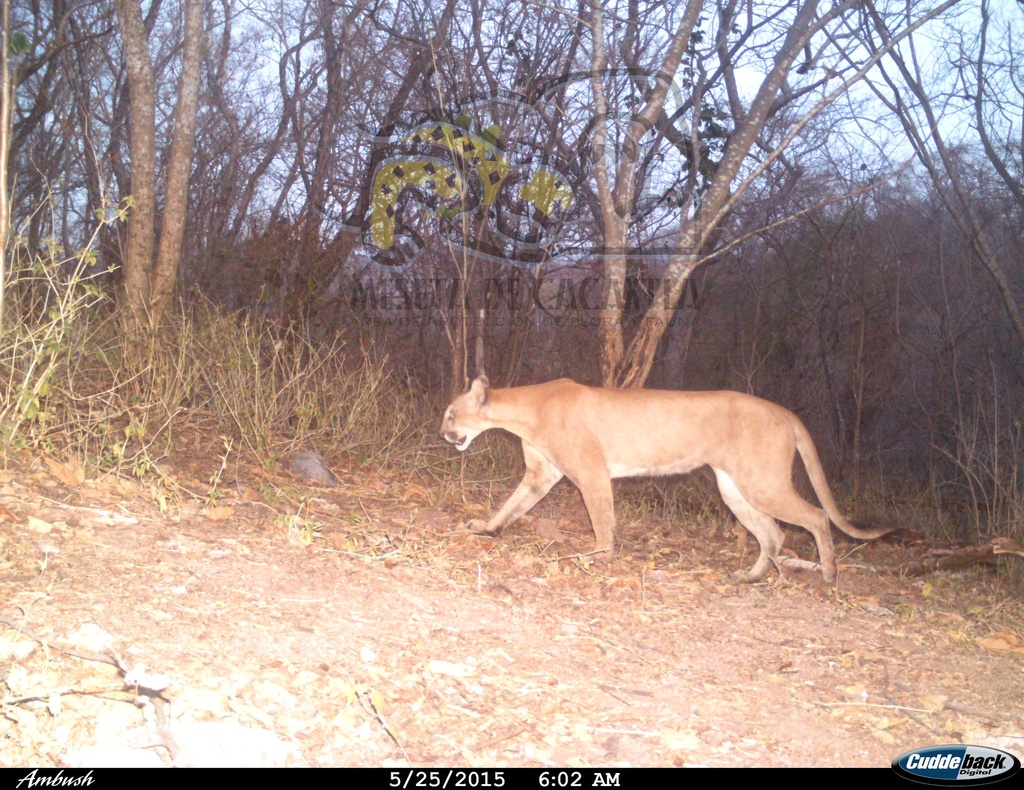 Mountain Lion from Concordia, Sin., México on May 25, 2015 at 06:02 AM ...