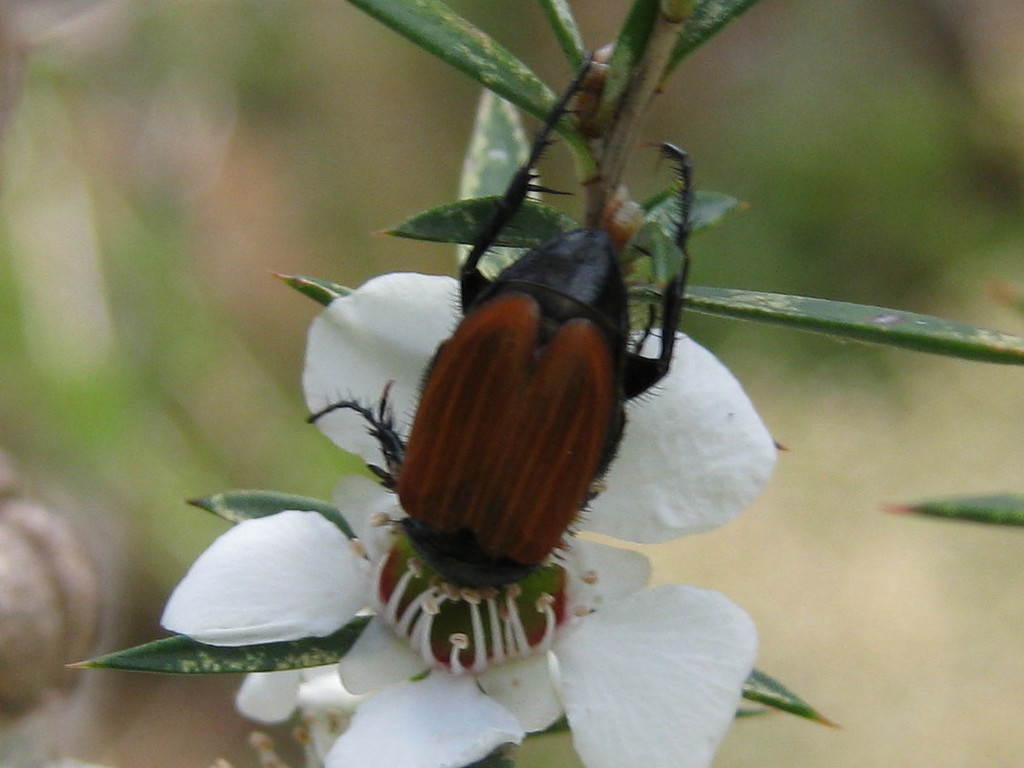 Phyllotocus kingii from Clarendon SA 5157, Australia on November 21 ...