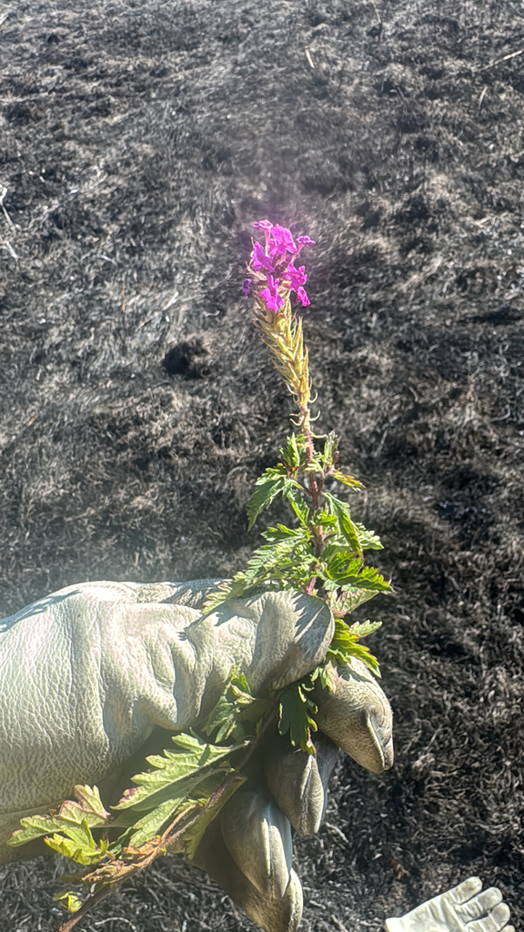 rose vervain from Drexel, MO, US on November 5, 2025 at 02:15 PM by ...