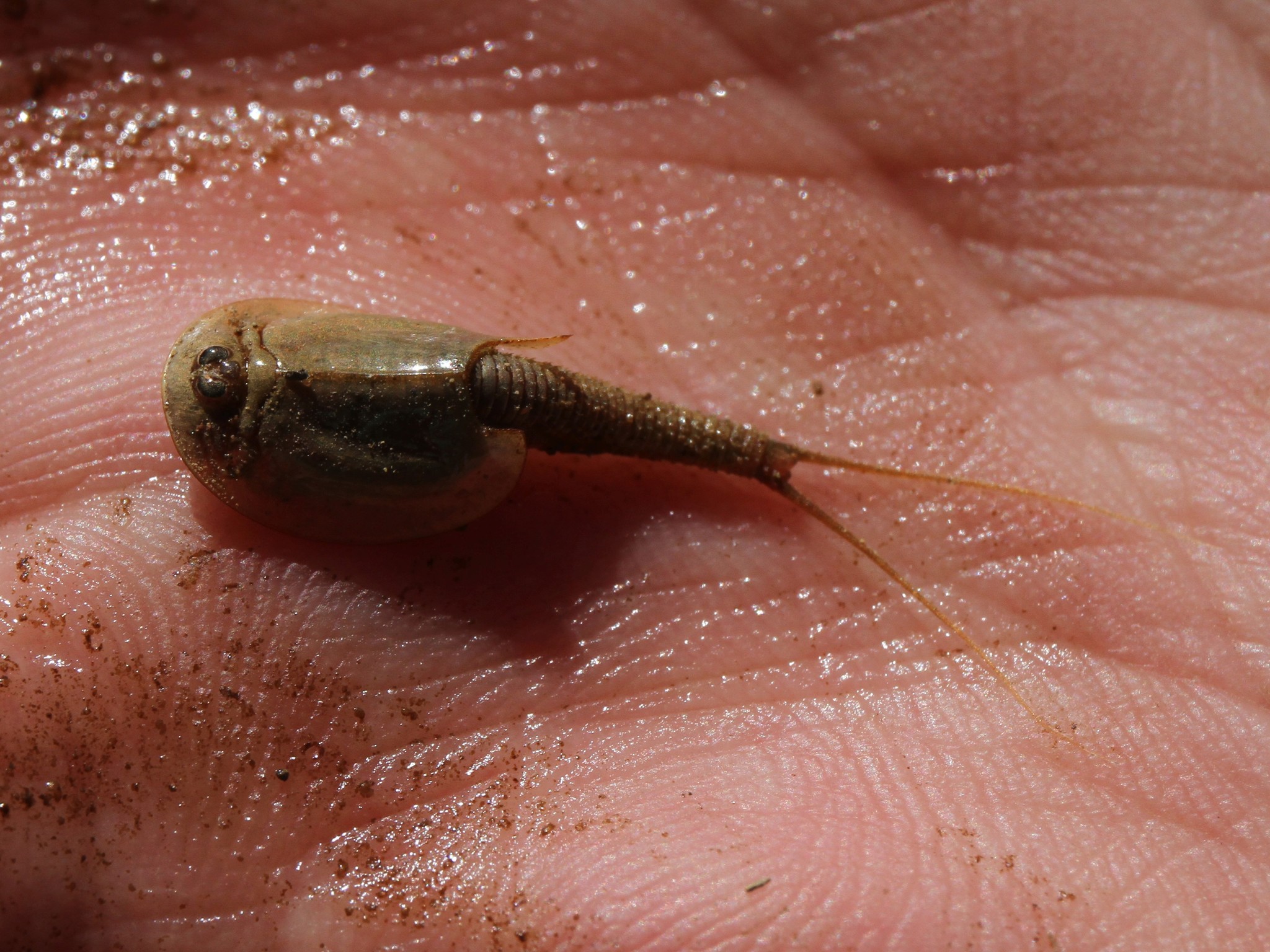 Triops granarius (Lucas, 1864)