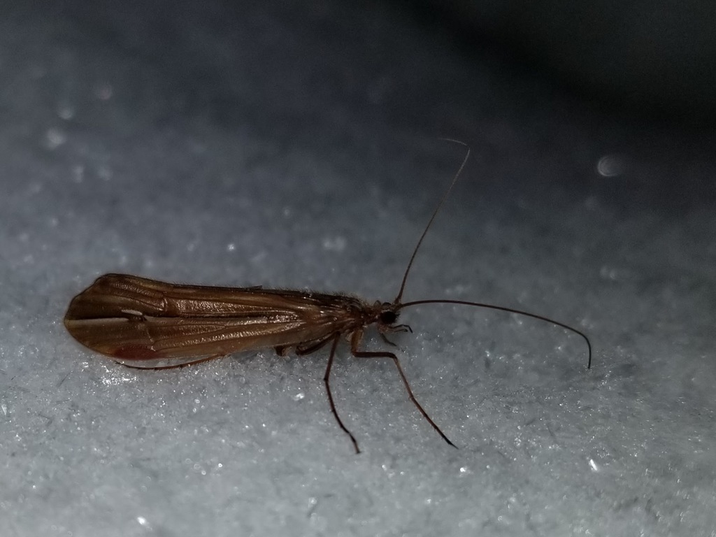 Snow Sedges from South Addition, Anchorage, AK, USA on December 31 ...