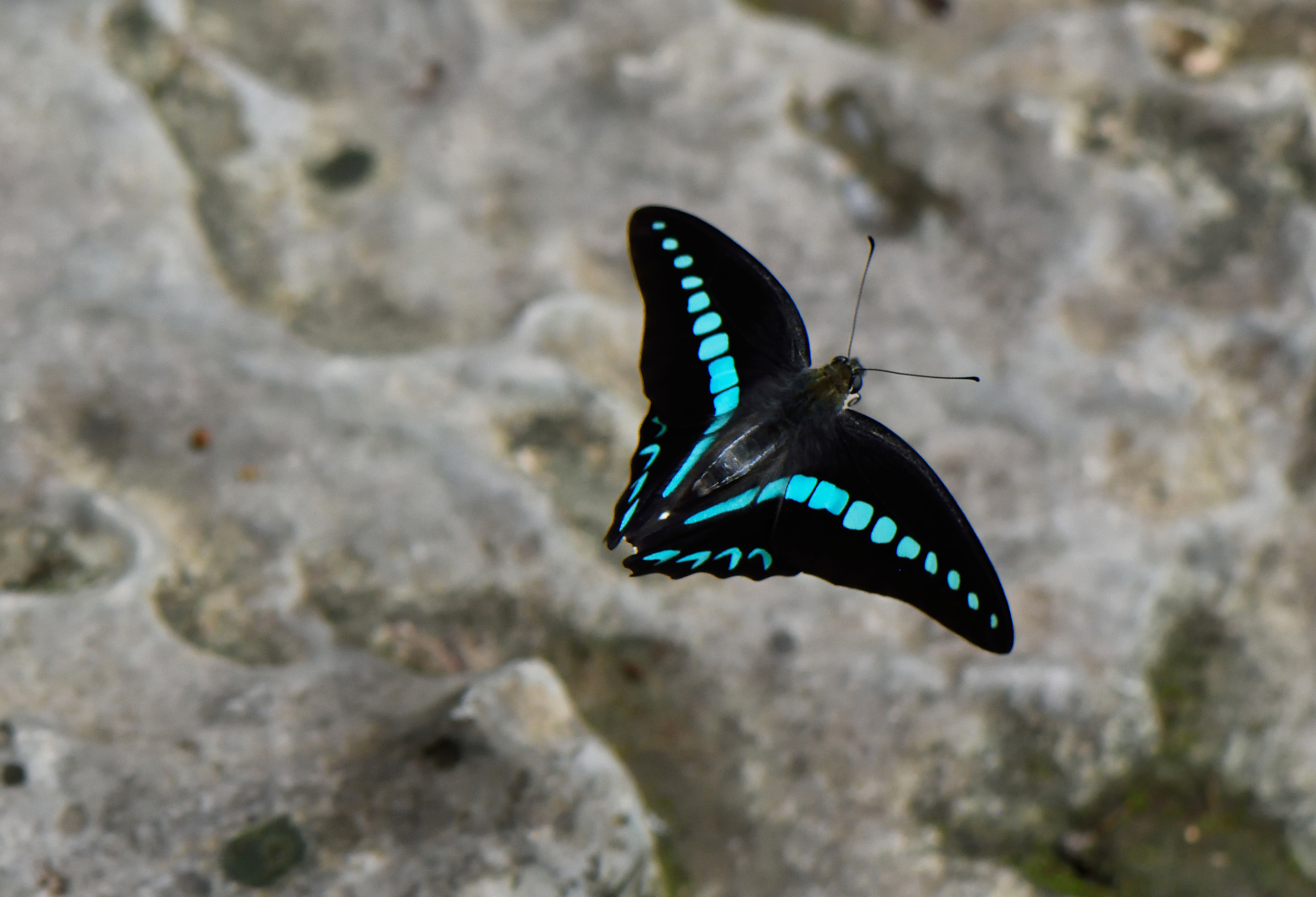 Graphium milon (Felder & Felder, 1864)
