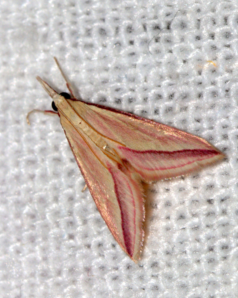 Crambid Snout Moths from Kurvande on October 1, 2018 at 09:45 PM by ...