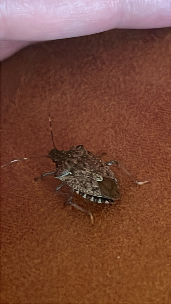 Brown Marmorated Stink Bug from Lodge Rd, Guntersville, AL, US on ...