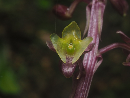 Crepidium koordersii · iNaturalist