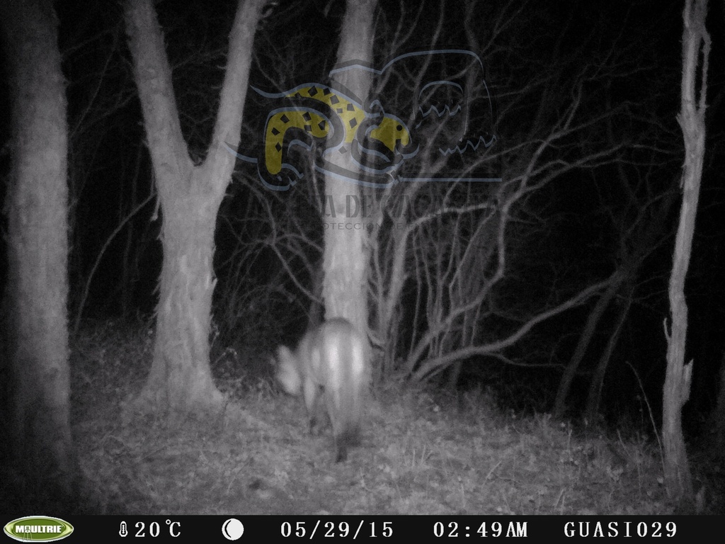 Mountain Lion from Concordia, Sin., México on May 29, 2015 at 02:49 AM ...