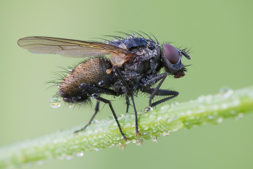 Helina trivittata · iNaturalist
