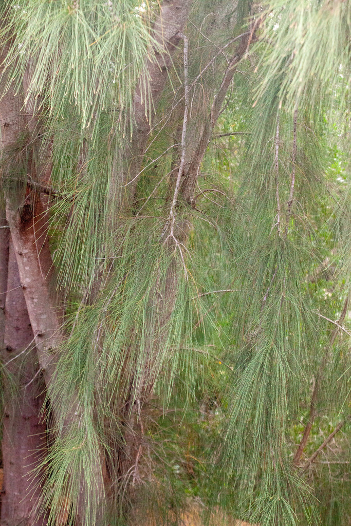 Beach Sheoak from Riviera Bay, St. Petersburg, FL 33702, USA on ...
