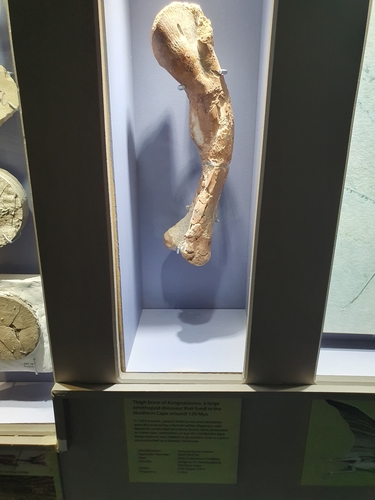 Dryosaurids (Family Dryosauridae) · iNaturalist