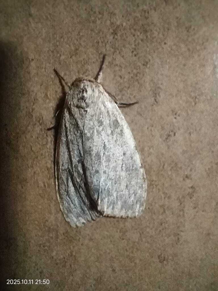 Owlet Moths and Allies from Lawada, Maharashtra 444807, India on ...