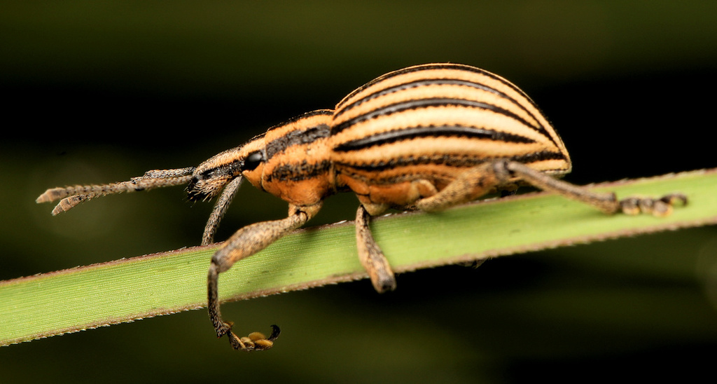 Eremnus lineatus (Curculionidae (True Weevils) of Southern Africa ...