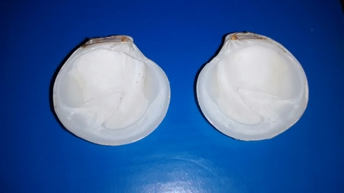 Almeja (Dosinia dunkeri)