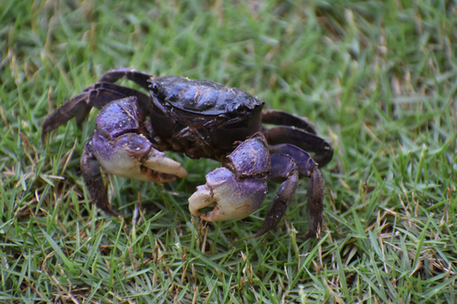 Neosarmatium malabaricum · iNaturalist