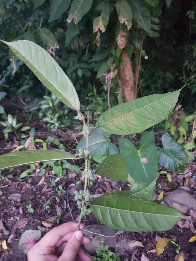 Trophis racemosa from Limón, CR-LI, CR on December 30, 2019 at 05:19 PM ...
