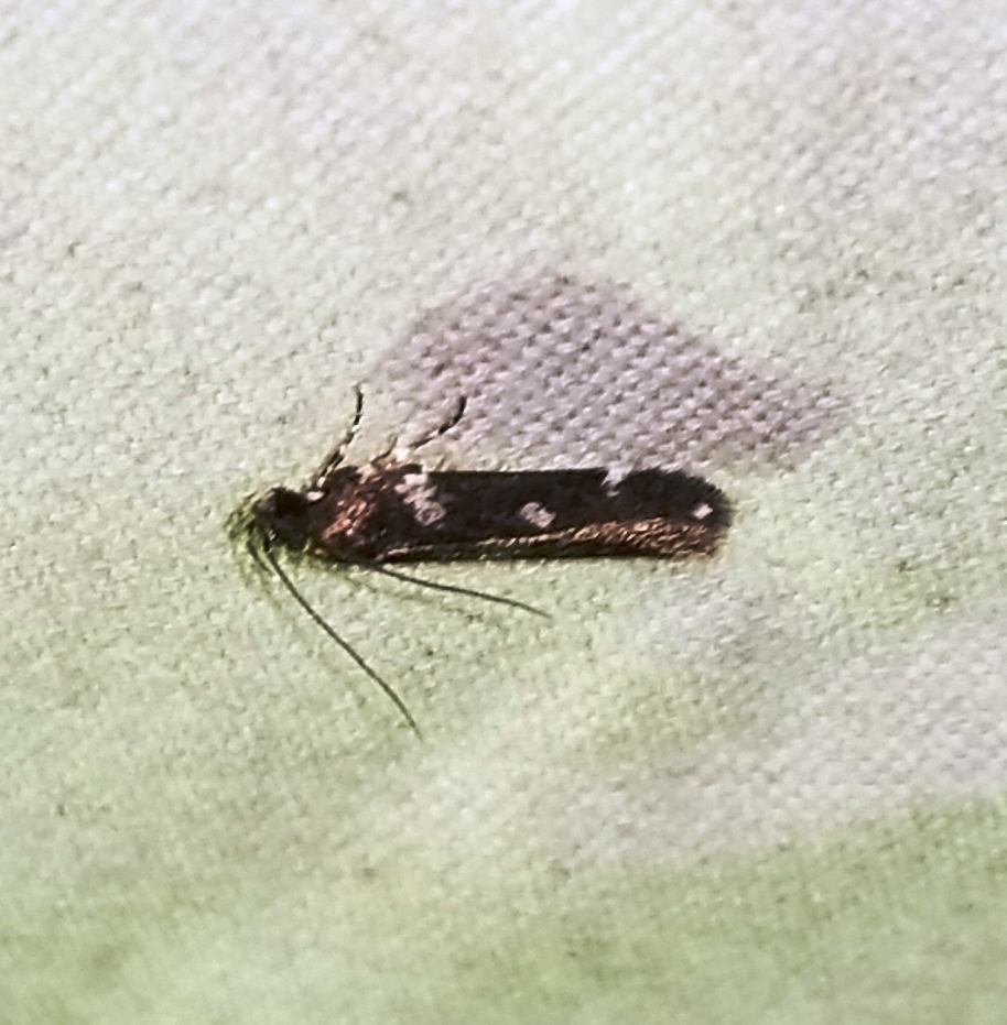 Six-spotted Aroga Moth from Anderson County, TX, USA on December 27 ...