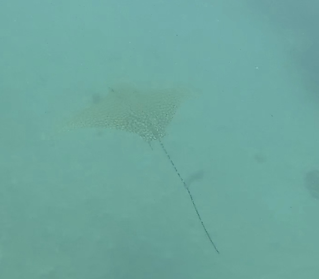 Ornate Eagle Ray in May 2025 by roxham. ANYBODYS · iNaturalist
