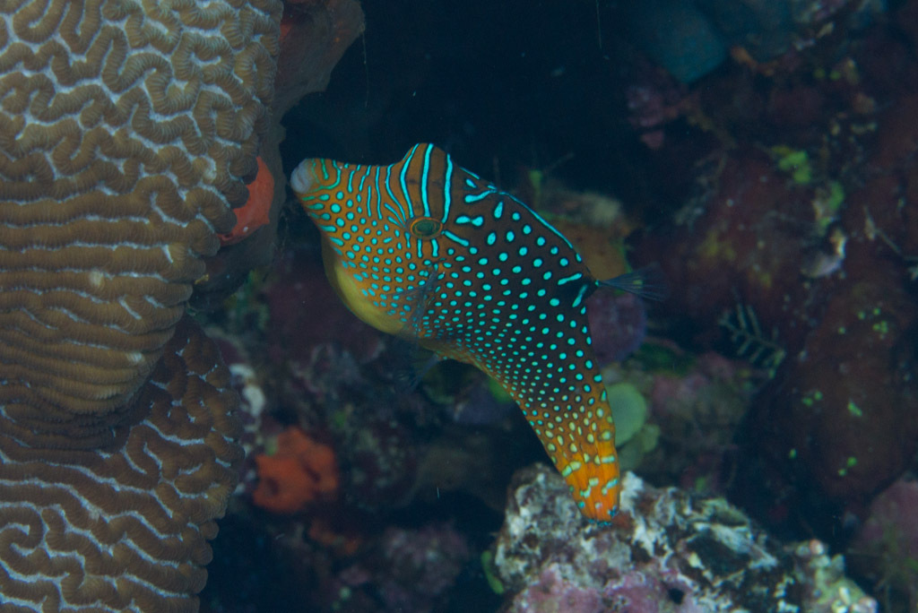 Spotted Toby (Canthigaster solandri) - Marine Life Identification